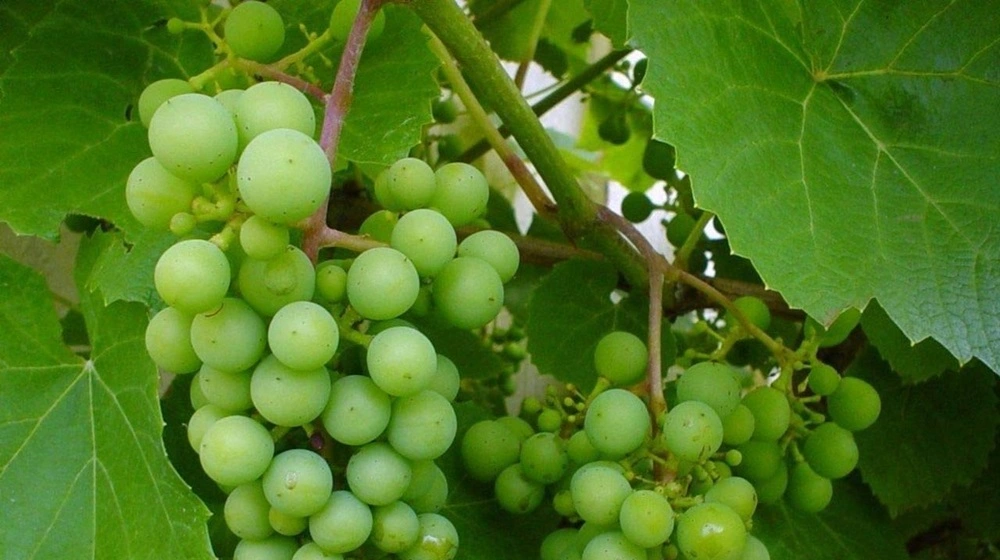 Fruit Plants - Wholesale Plant Nursery in Lucknow